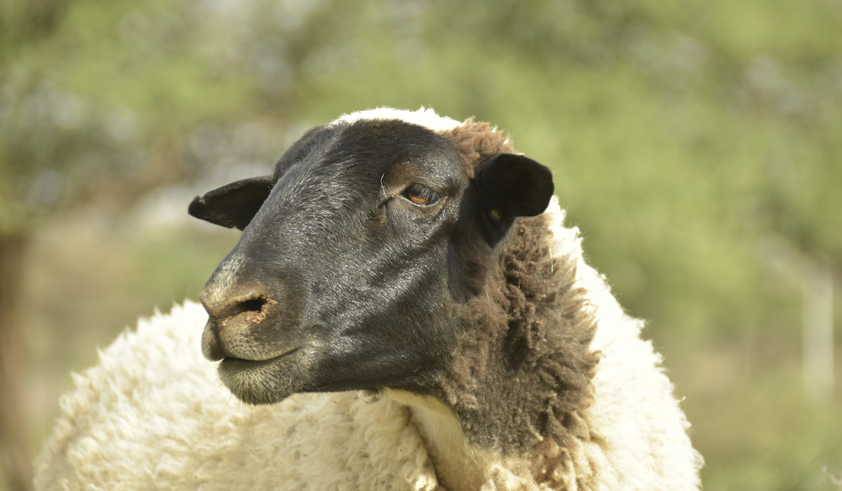 10 Best Sheep Breeds For Beginners - Homestead Geek