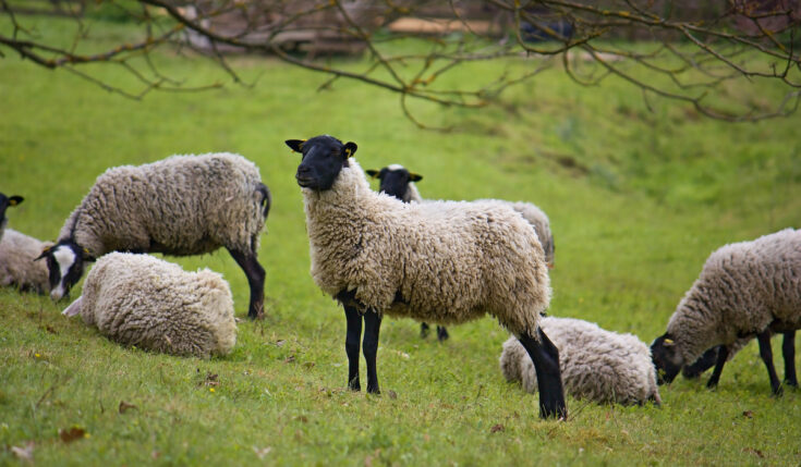 10 Best Sheep Breeds For Beginners - Homestead Geek