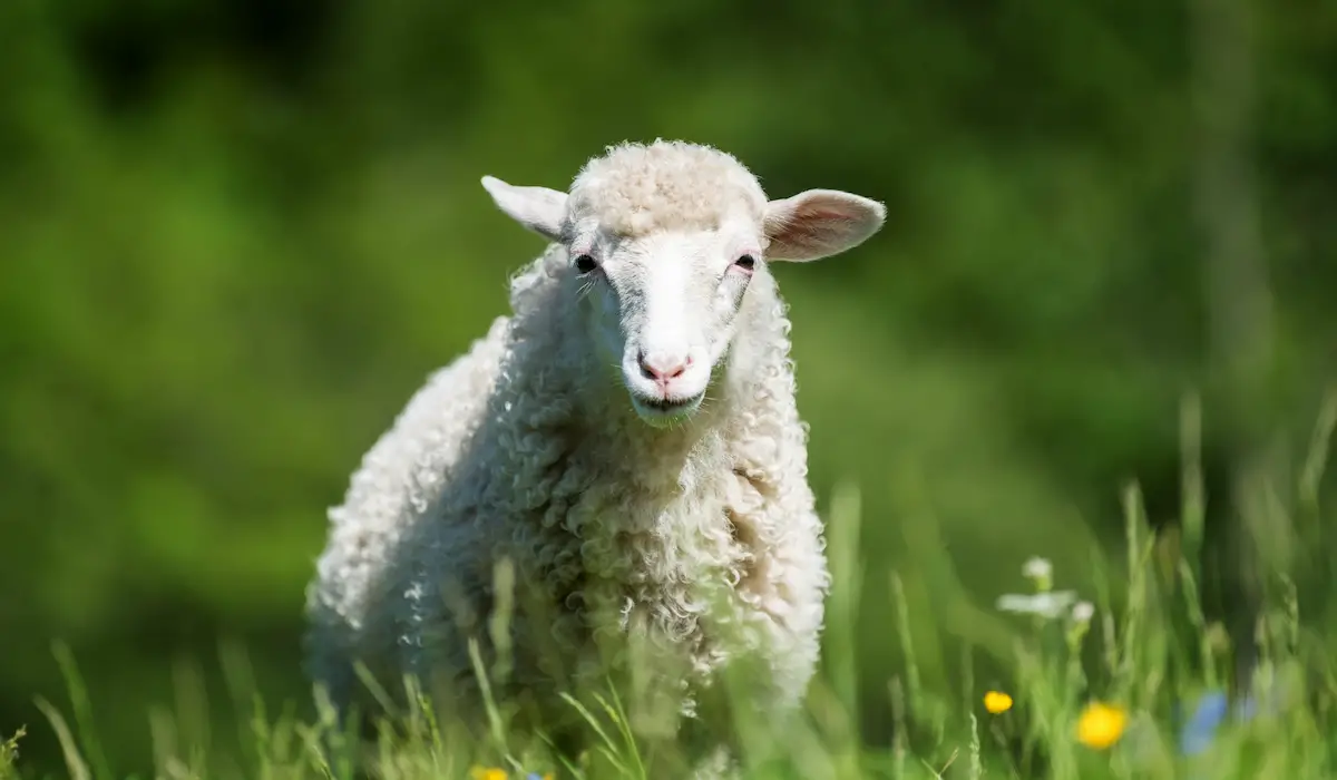Can Sheep and Chickens Live Together? - Homestead Geek Can Sheep and Chickens Live Together? - Homestead Geek