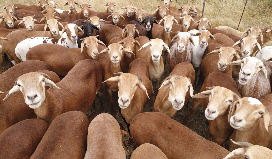 9 Breeds of Sheep That Look Like Goats - Homestead Geek