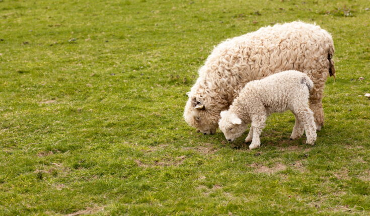 White Sheep Breeds - Homestead Geek