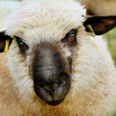 11 Best Sheep Breeds for Wool - Homestead Geek