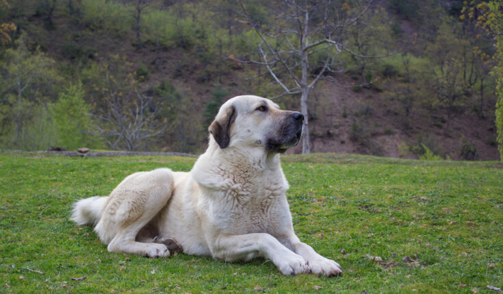 Dog Breeds that Protect Sheep - Homestead Geek