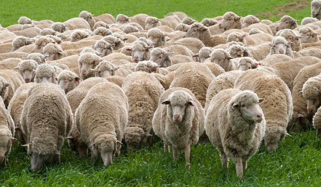 Best Sheep Breeds for Meat - Homestead Geek