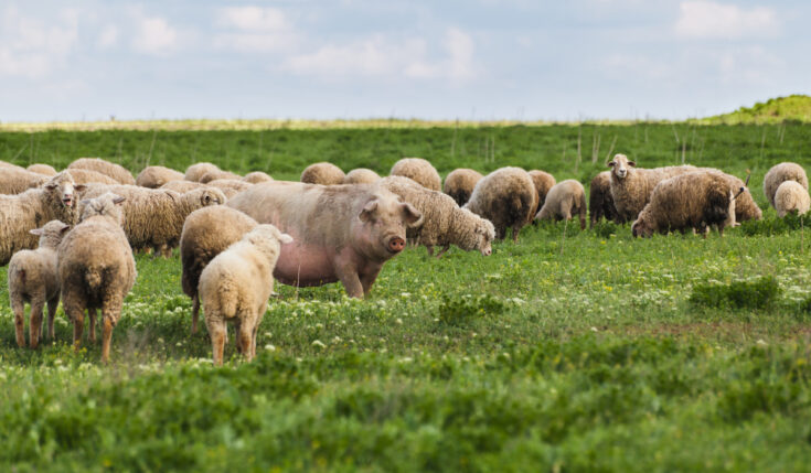 Can Sheep and Pigs Live Together? - Homestead Geek