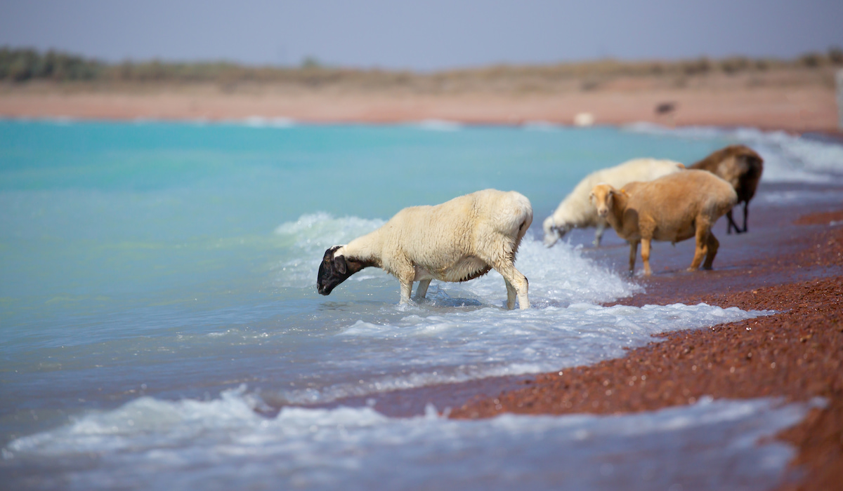 Can Sheep Swim? - Homestead Geek