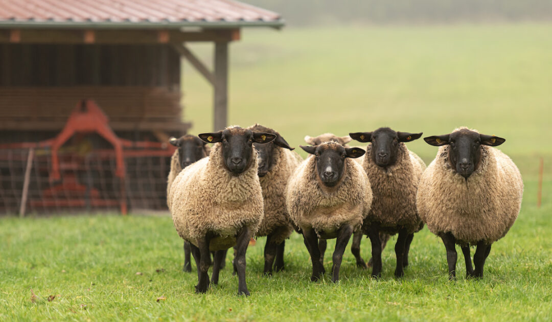 11 Best Sheep Breeds for Wool - Homestead Geek