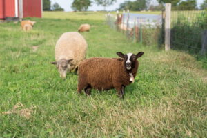 7 Sheep Colors - Homestead Geek