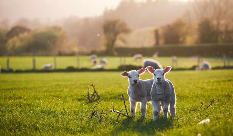 Sheep vs. Lamb - Are They the Same? - Homestead Geek