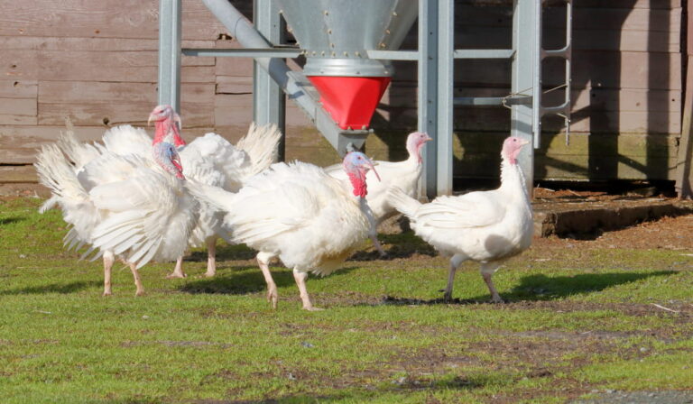 7 Heirloom Turkey Breeds - Homestead Geek
