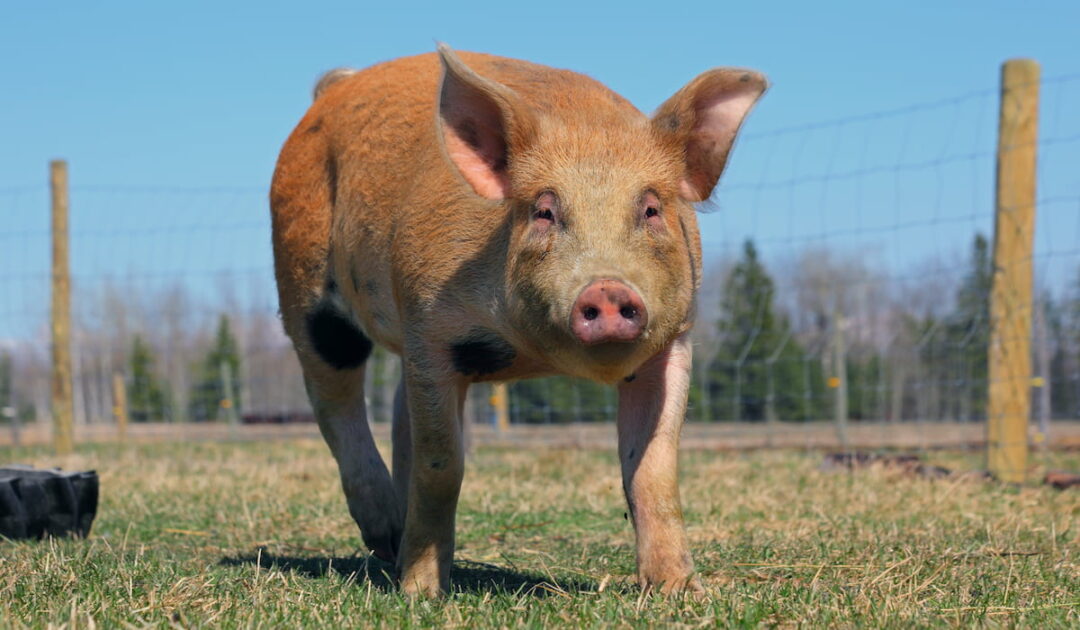 9 Best Tasting Pig Breeds - Homestead Geek