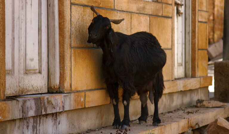 Black Goat Breeds - Homestead Geek
