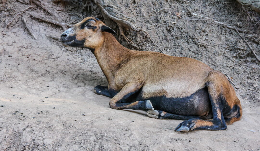 Brown Goat Breeds - Homestead Geek