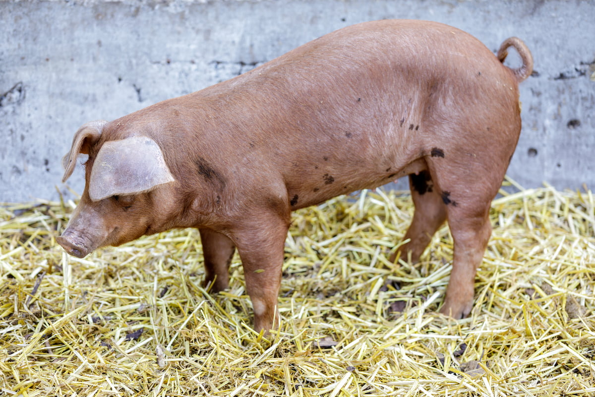 9 Best Tasting Pig Breeds - Homestead Geek