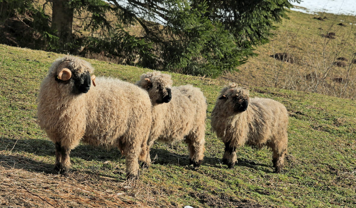 Valais Blacknose Sheep Breed Profile - Homestead Geek