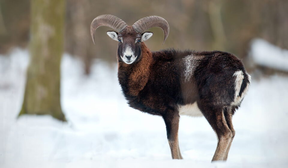 Are There Wild Sheep? - Homestead Geek