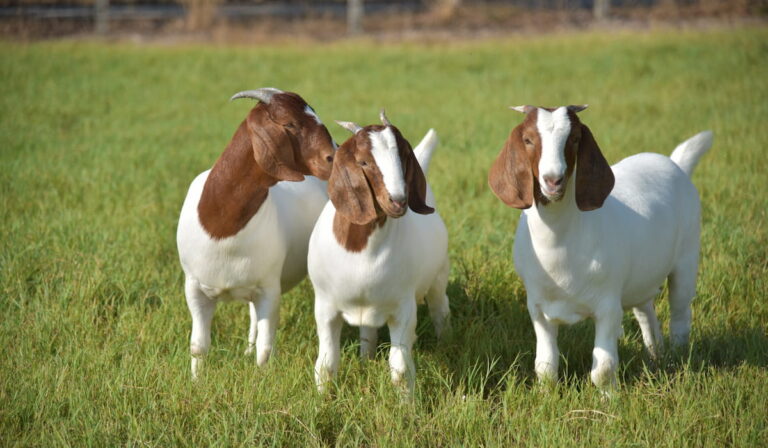 11 Best Goat Breeds For Beginners - Homestead Geek