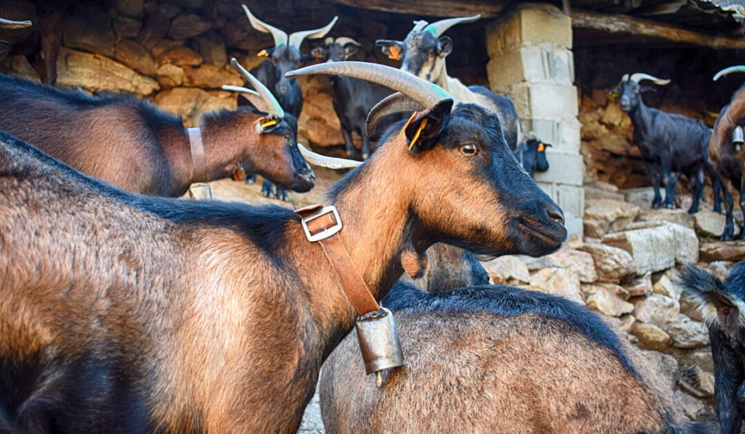 Black Goat Breeds - Homestead Geek