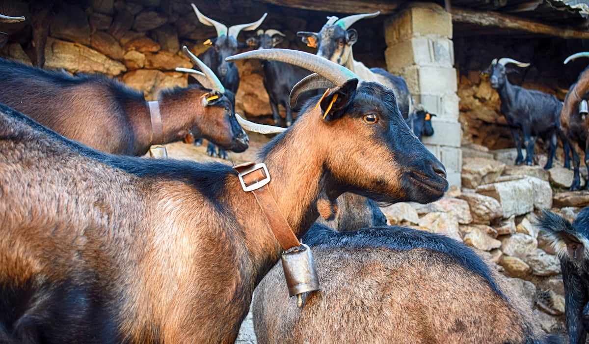 Black Goat Breeds - Homestead Geek