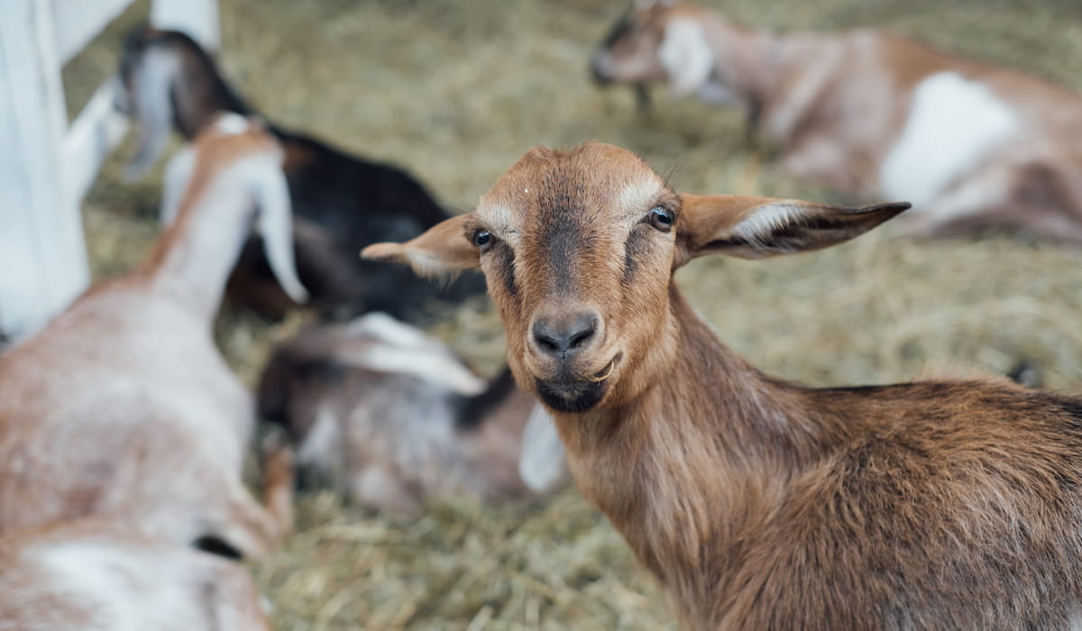 Can Goats Eat Cheese? - Homestead Geek