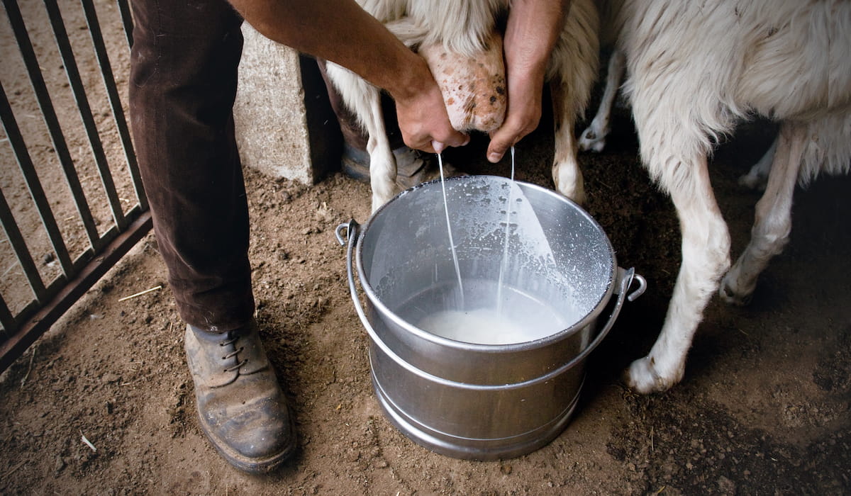 11 Best Sheep Breeds for Milk - Homestead Geek