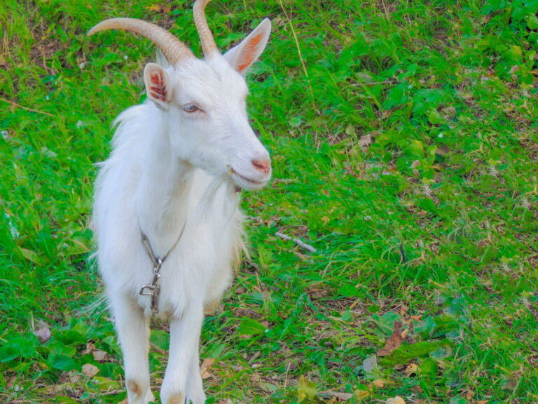 13 Beautiful White goat breeds - Homestead Geek