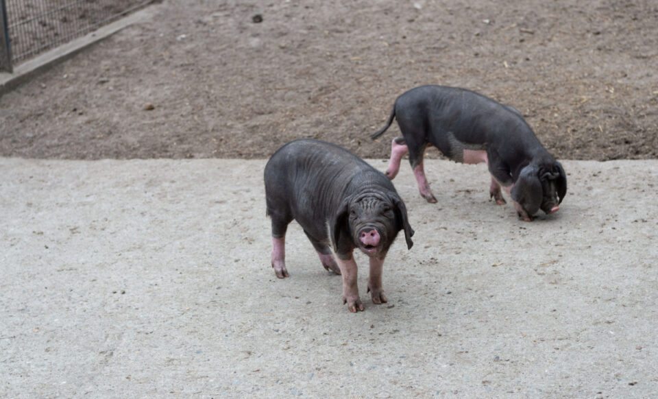 9 Smallest Pig Breeds - Homestead Geek