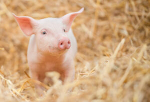 9 Farm Animals That Can Live With Pigs - Homestead Geek