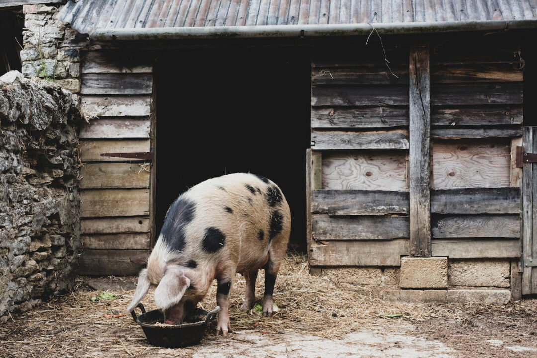 The 9 Best Pig Breeds for Pets - Homestead Geek
