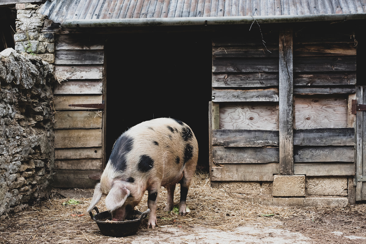 The 9 Best Pig Breeds for Pets - Homestead Geek