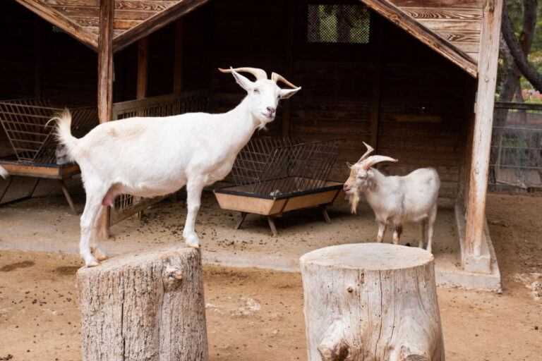 13 Beautiful White goat breeds - Homestead Geek