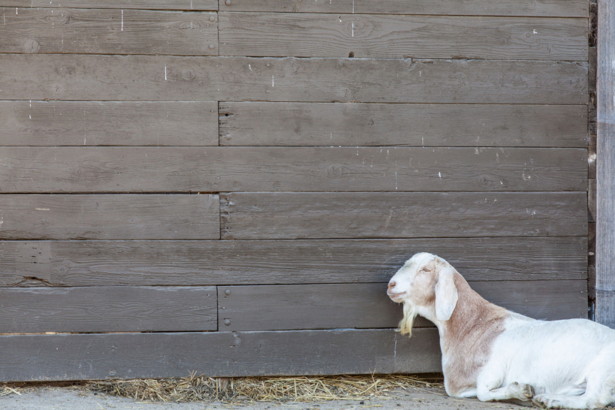 13 Beautiful White goat breeds - Homestead Geek
