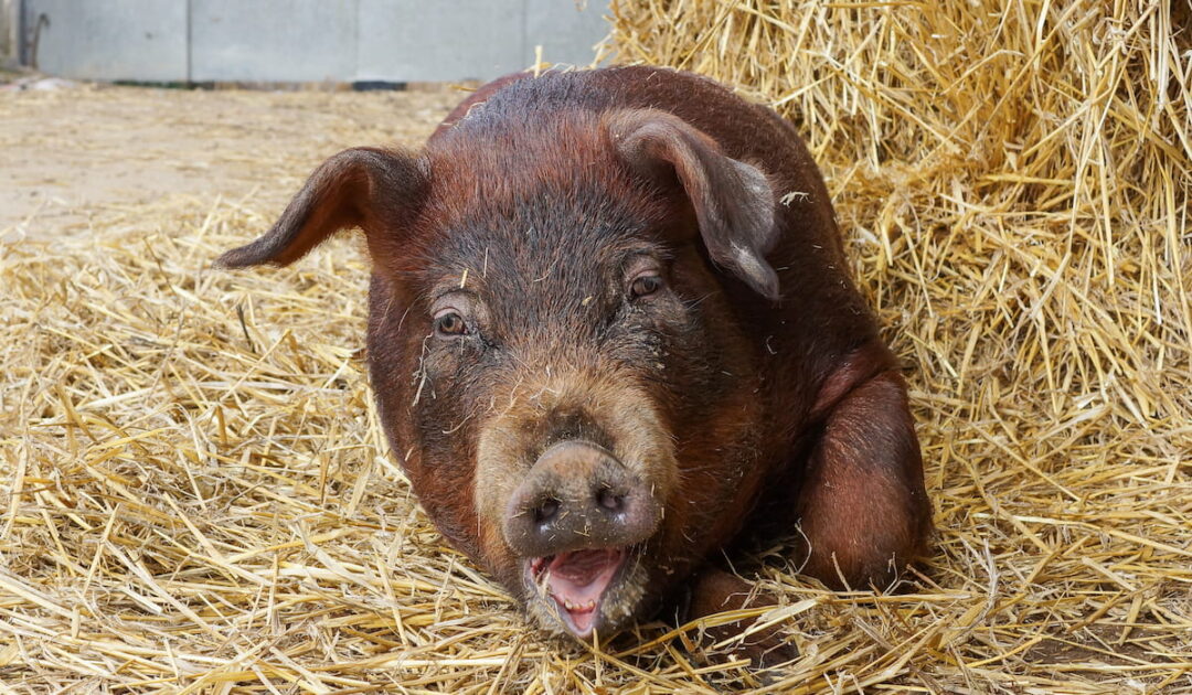 11 Best Pig Breeds for Beginners - Homestead Geek